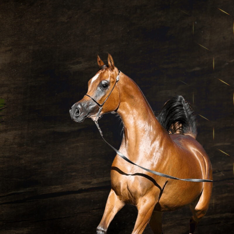 Arabian Horse Stud - Al-Ameera Horse Stable